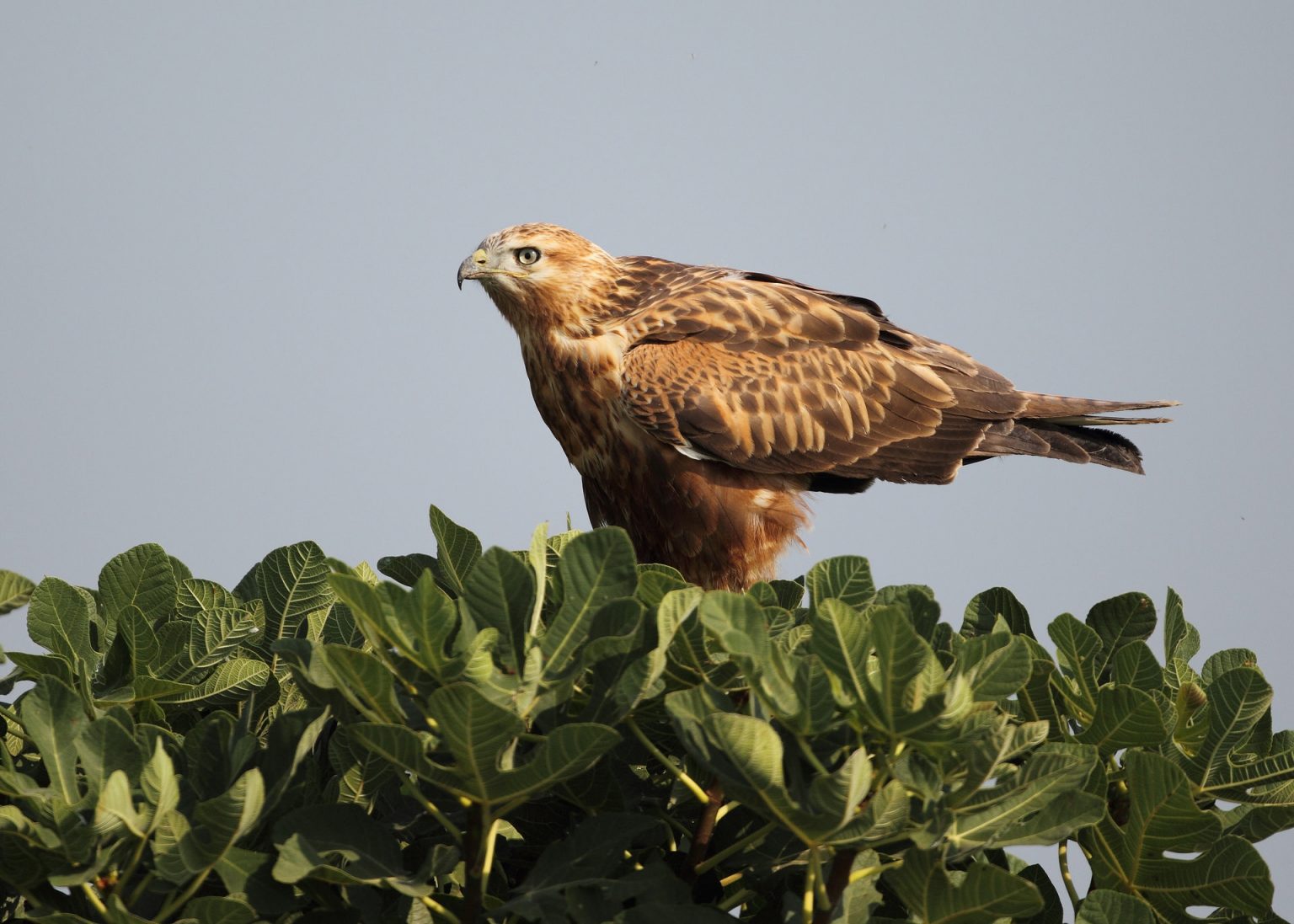 Kızıl Şahin – T.C. İzmir Kuş Cennetini Koruma ve Geliştirme Birliği – İZKUŞ